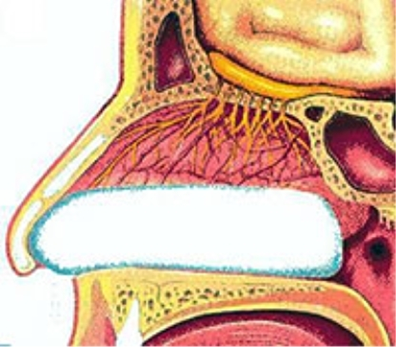 Neusbloeding | Bravis